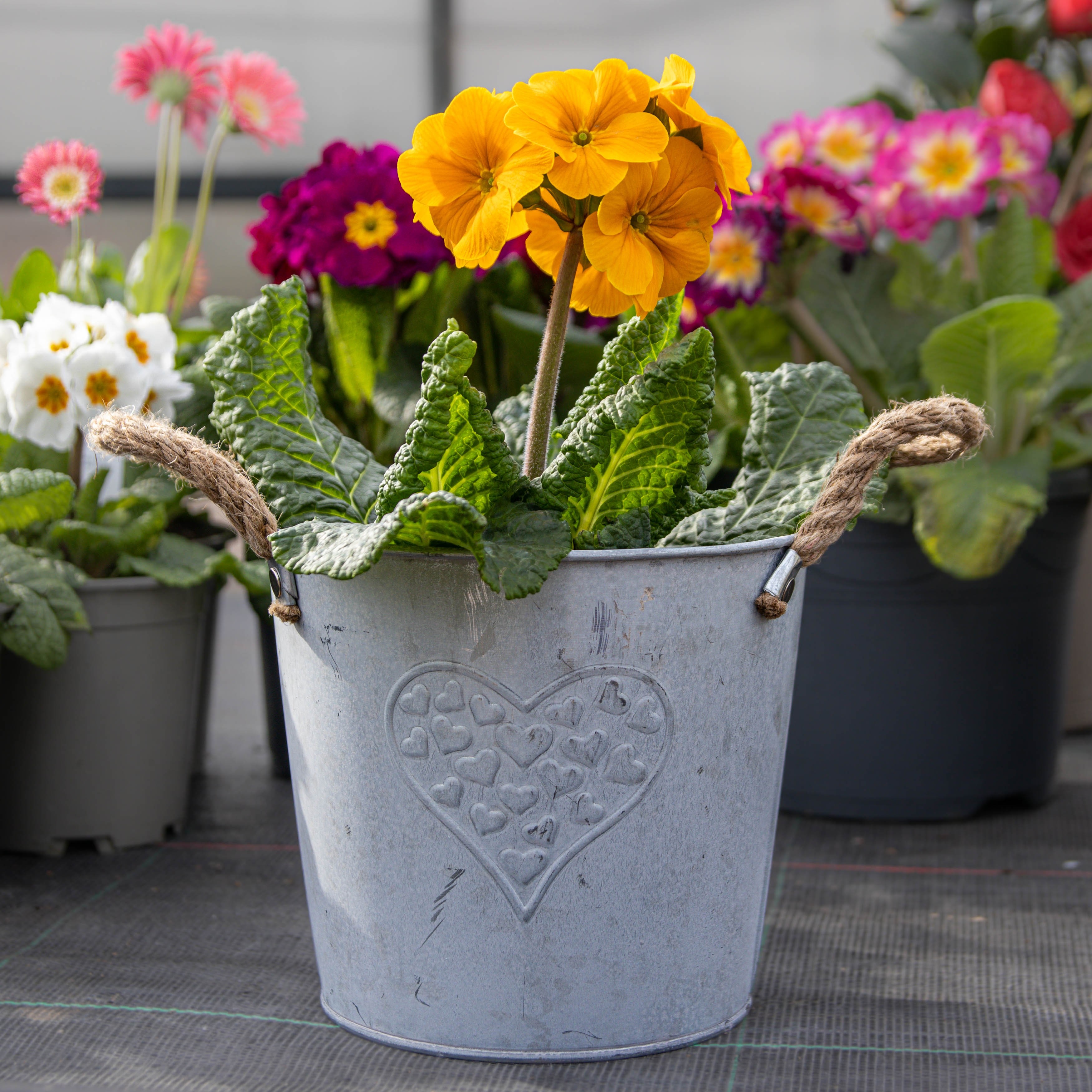 Heart Zinc Pot with Hessian Ears - Medium (18cm)