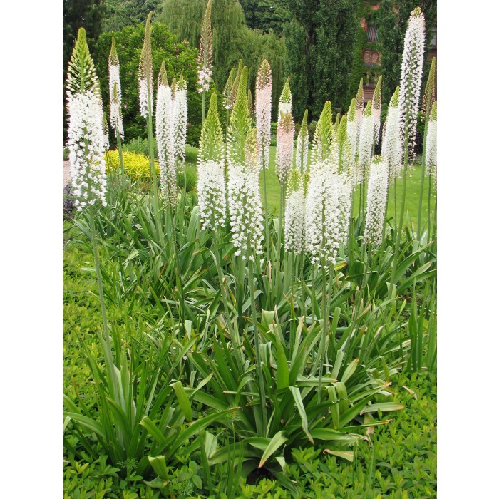 Eremurus Line Dance - Foxtail Lily