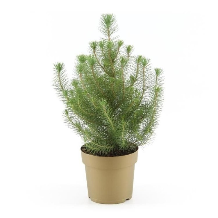 Christmas Tree - Pinus pinea Silver Crest - Stone Pine
