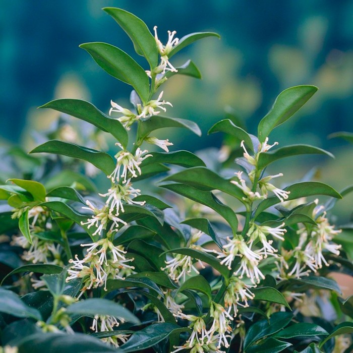 Christmas Box - Sarcococca confusa - Evergreen Fragrant Plants