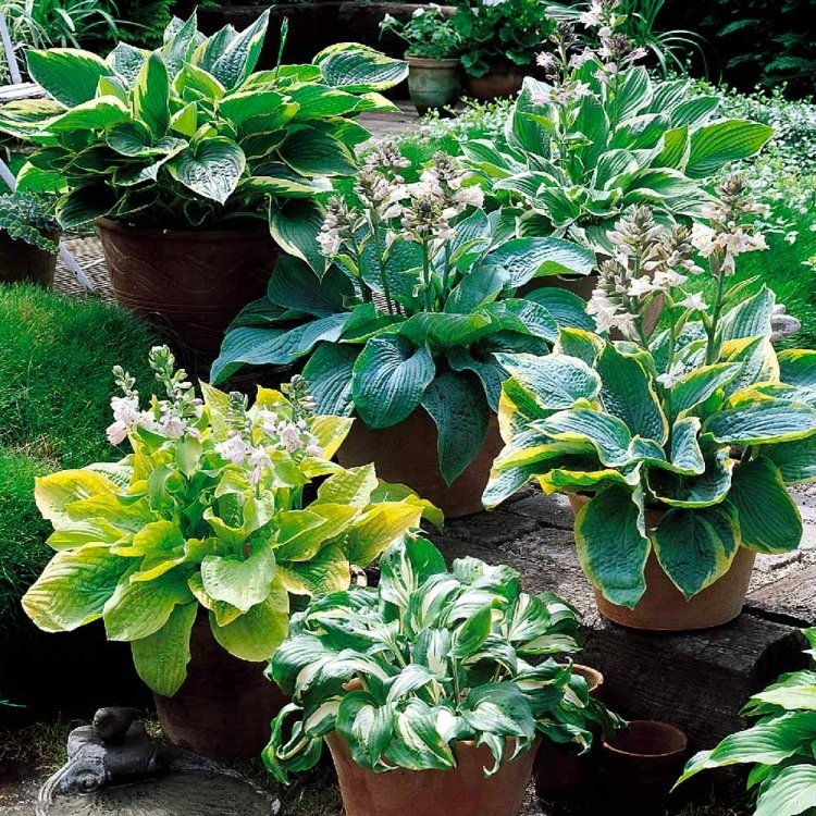 Premier Hosta Collection Shade Mixture - Pack of TEN