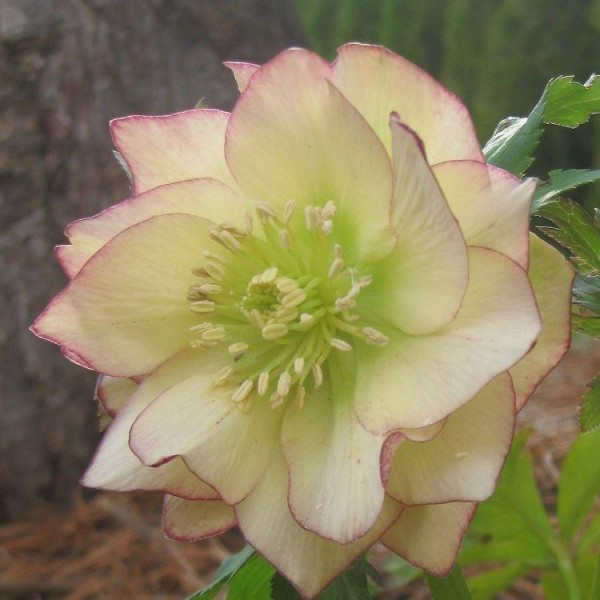 Hellebore plants for sale | Buy Hellebores UK delivery