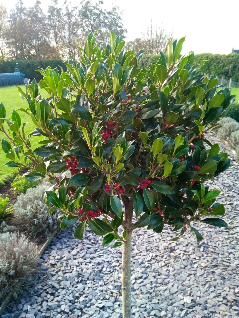 Majestic Large 140-150cm Alaska Holly Tree Standard covered in Berries ...