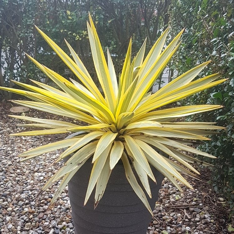 Yucca gloriosa Bright Star - Variegated Adams Needle