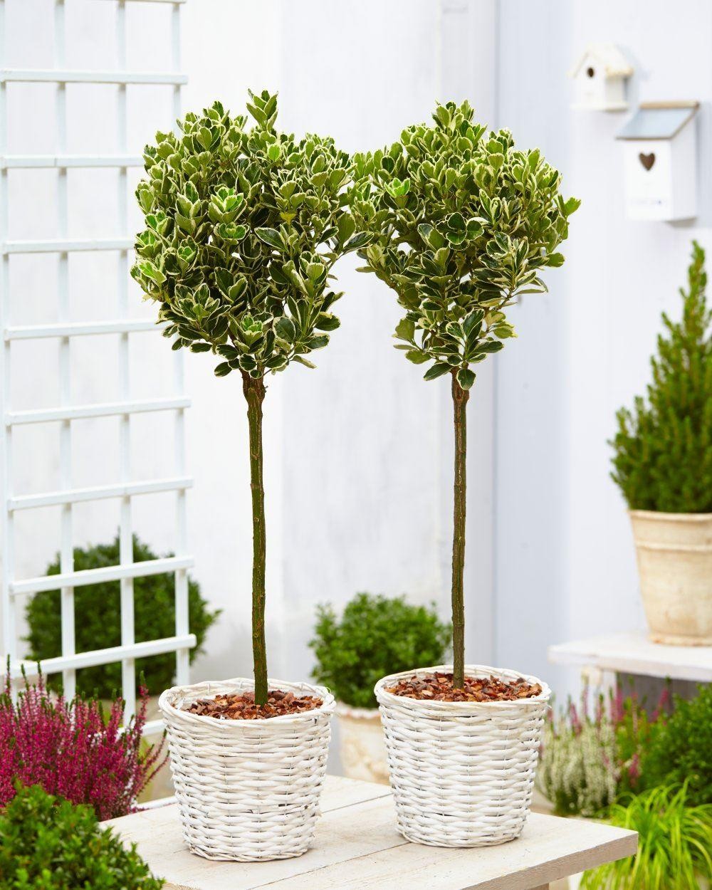 Pair of Euonymus Kathy - Silver Variegated Evergreen Standard Topiary ...