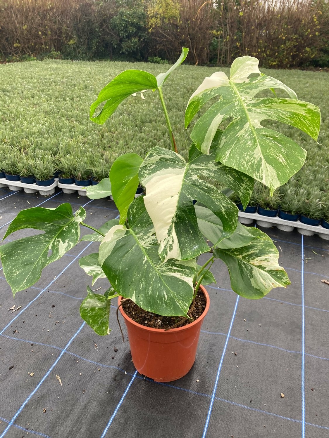 LARGE - Monstera deliciosa variegata - Variegated Swiss Cheese Plant