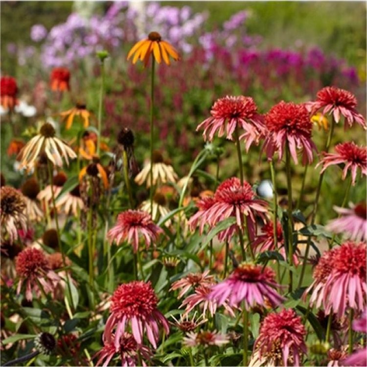 TWENTY Established Cottage Garden Plants - Hardy Perennials Perfect for ...