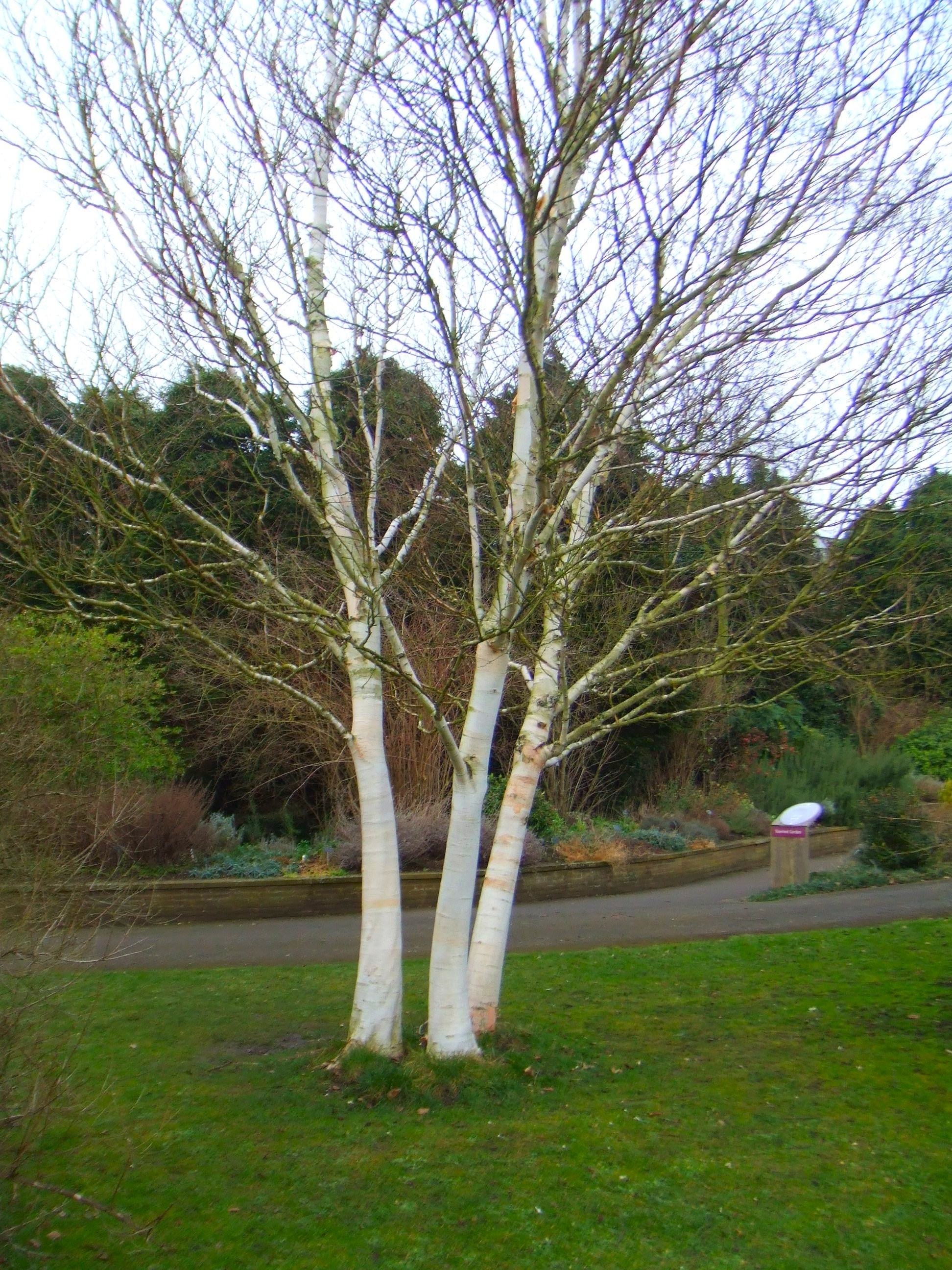 Betula utilis jacquemontii - West Himalayan Birch Tree - 150 to 180cms ...