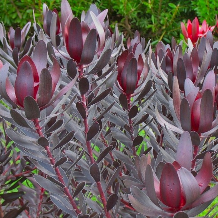 Protea Leucadendron 'Burgundy Sunset' - Purple Protea