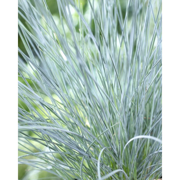 Festuca glauca Elijah Blue - Intense Blue Fescue