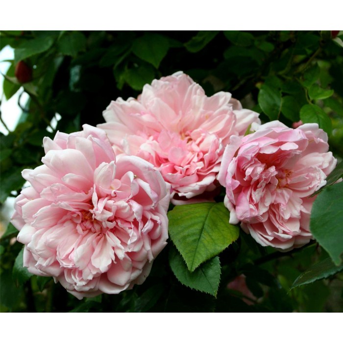 Large 6-7ft Specimen Climbing Rose - Rose Albertine - Rambling Rose