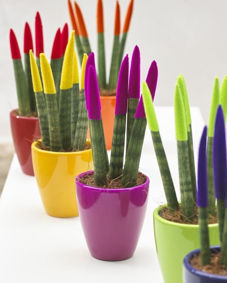 Sanseveria Velvet Touchz - Collection of THREE Assorted Colours ...
