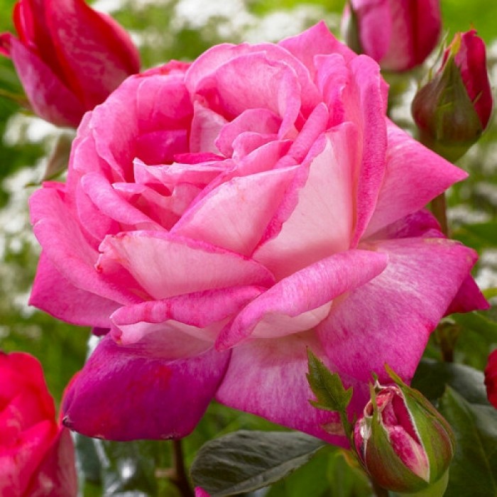 Large Standard Rose Tree 'Gaujard' - circa 150cms tall