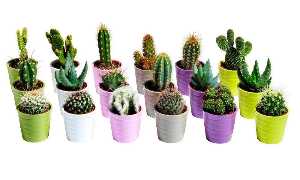 Pack of THREE Cactus Plants in Assorted Cacti varieties