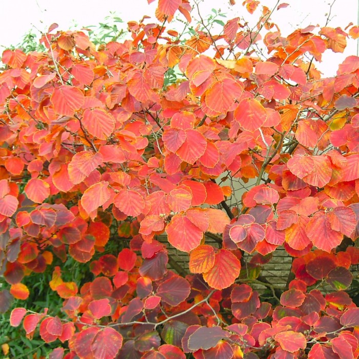Hamamelis vernalis Amanda - Witch Hazel - LARGE