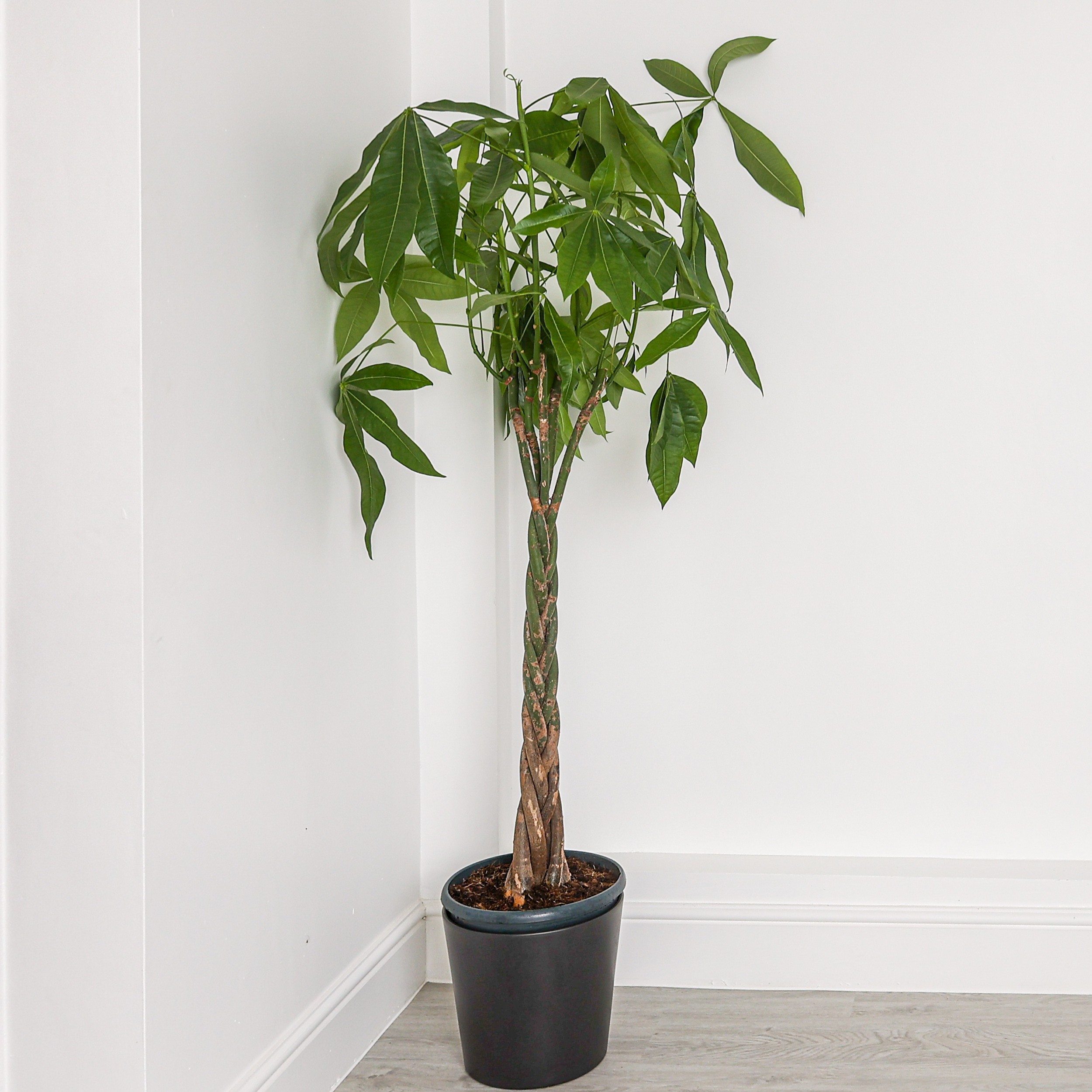 Pachira aquatica - 'Money Tree' with a braided stem