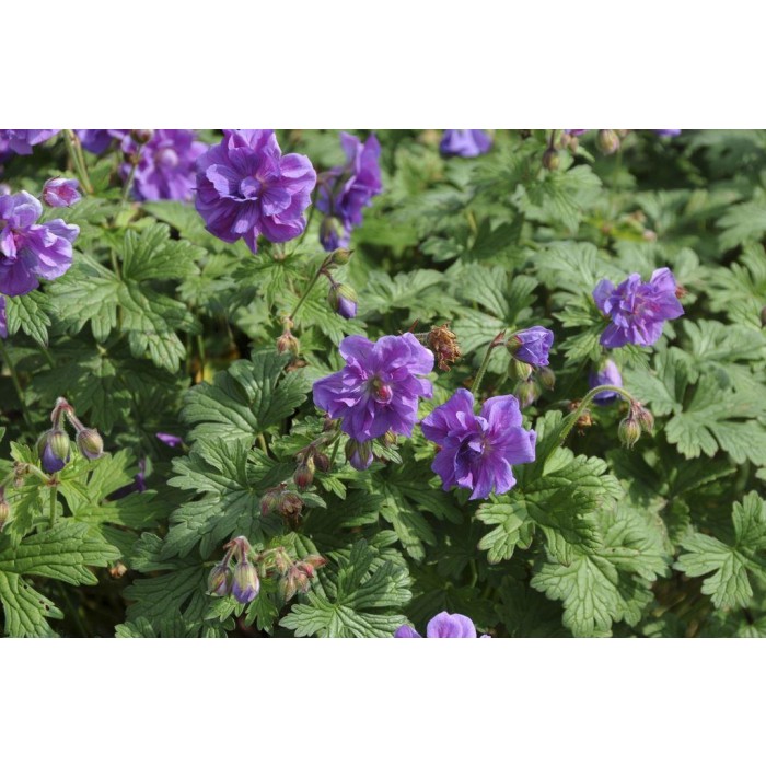 Geranium himalayense Plenum