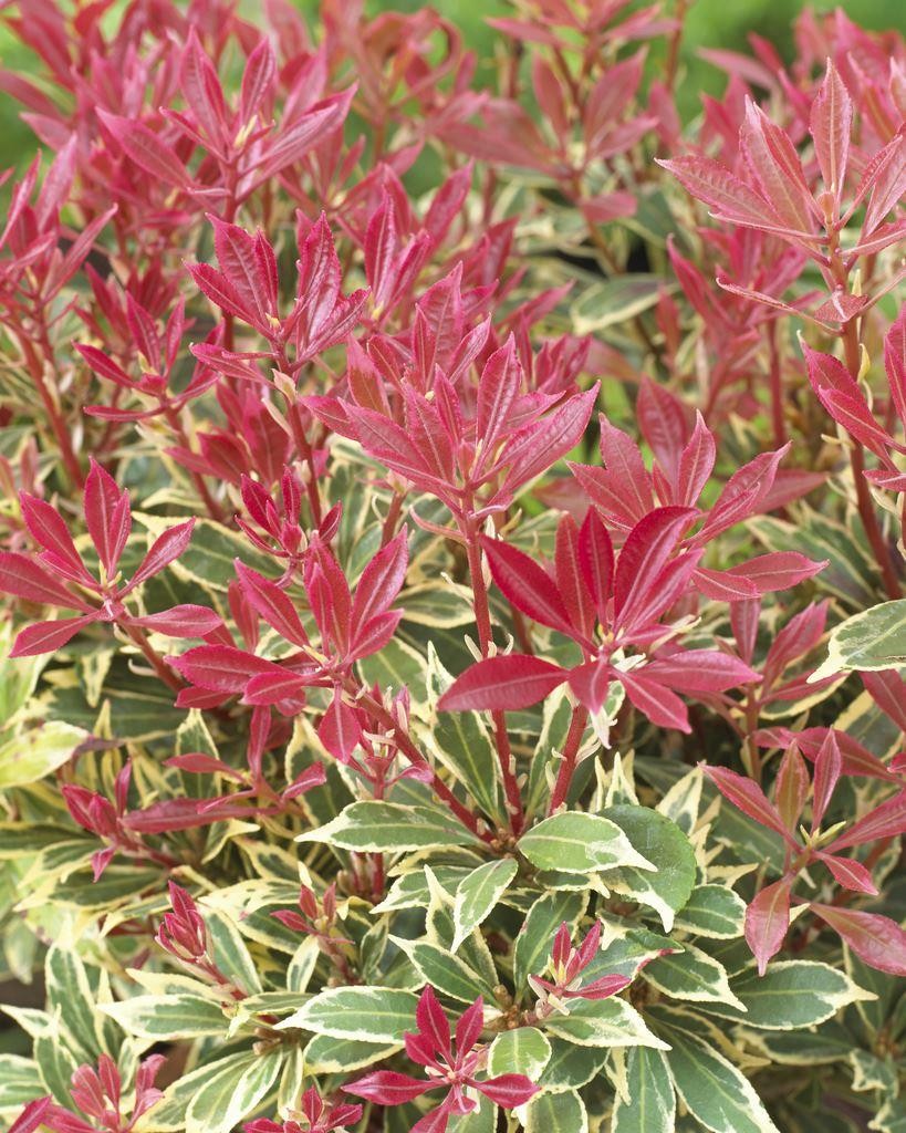 Pieris Carnival - Evergreen Shrubs - Pack of THREE Plants