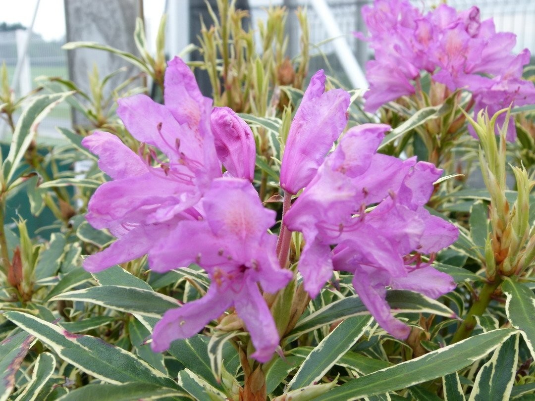 Rhododendron Ponticum Variegatum - Compact Evergreen Shrub