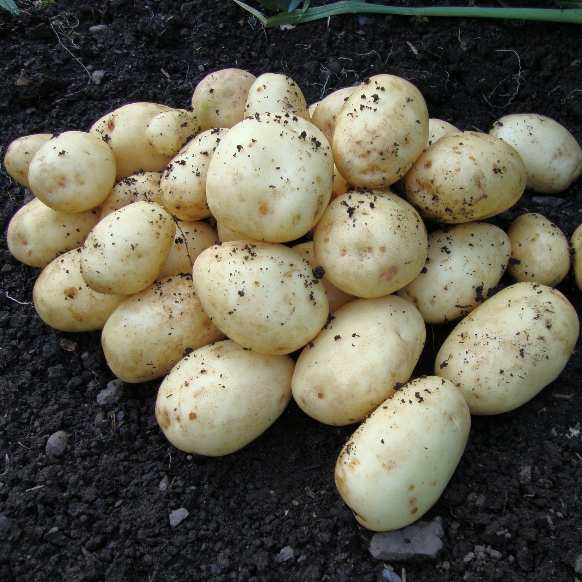 Accord - 1st Early Seed Potatoes - Pack of 10
