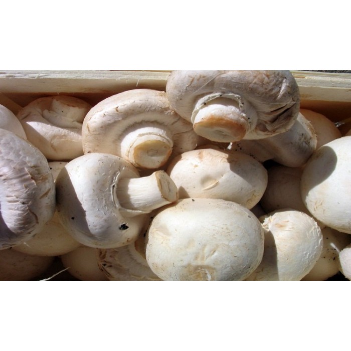Button Mushroom Grow Kit - Produce your own Tasty Crops at Home