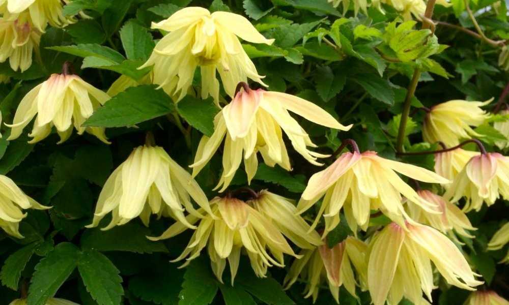 Clematis koreana Amber
