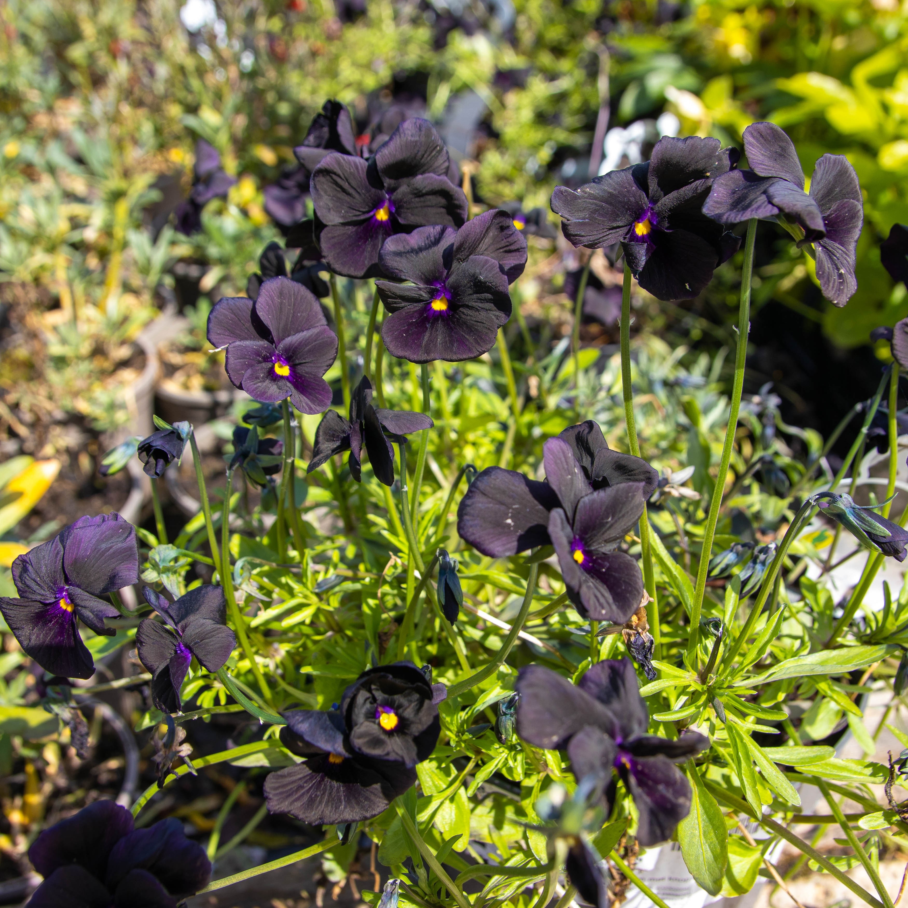 Viola Molly Sanderson