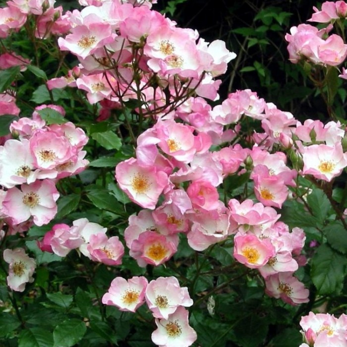 Rose Rosy Cushion - Ground Cover Rose