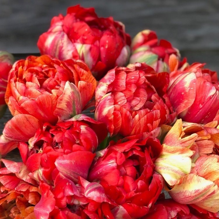 Tulip Gudoshnik Double - Pack of 25 Peony Flowered Double Tulips