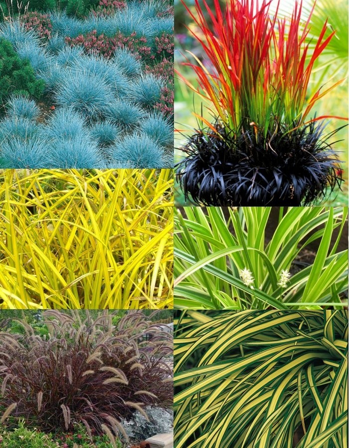 Gorgeous Grass - Pack of TEN Amazing Ornamental Grasses