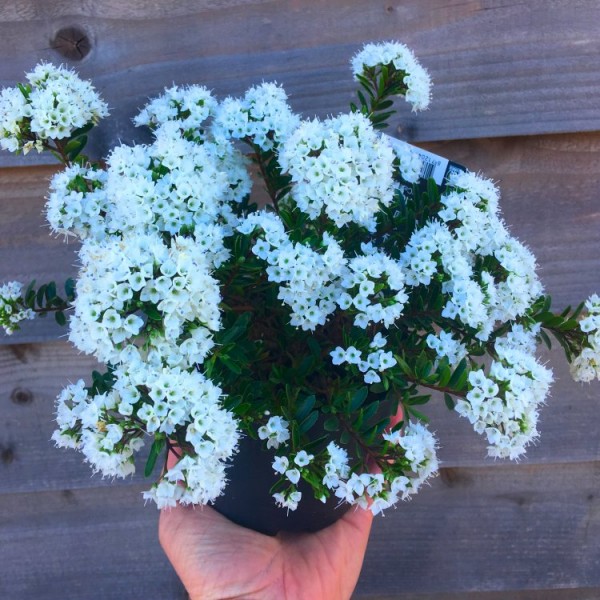Hebe plants for sale | Buy Hebe shrubs UK delivery