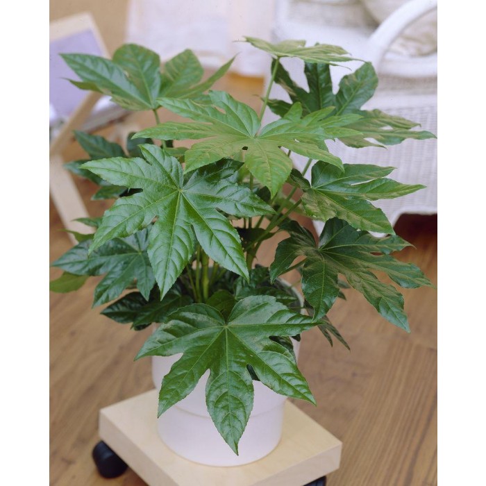 Fatsia japonica - LARGE SPECIMEN