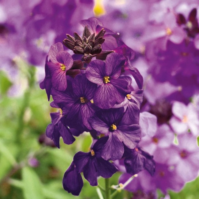 Erysimum Poem Lilac - Perennial Wallflower