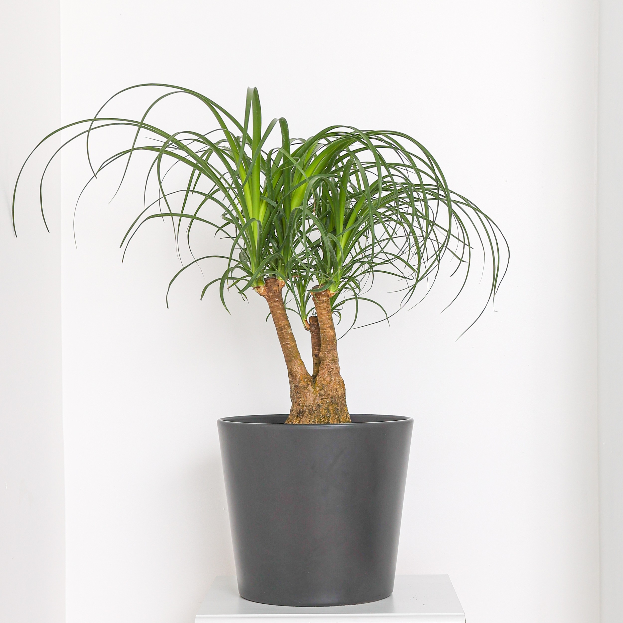 LARGE Beaucarnea nolina recurvata - Multi Stem Pony Tail Palm