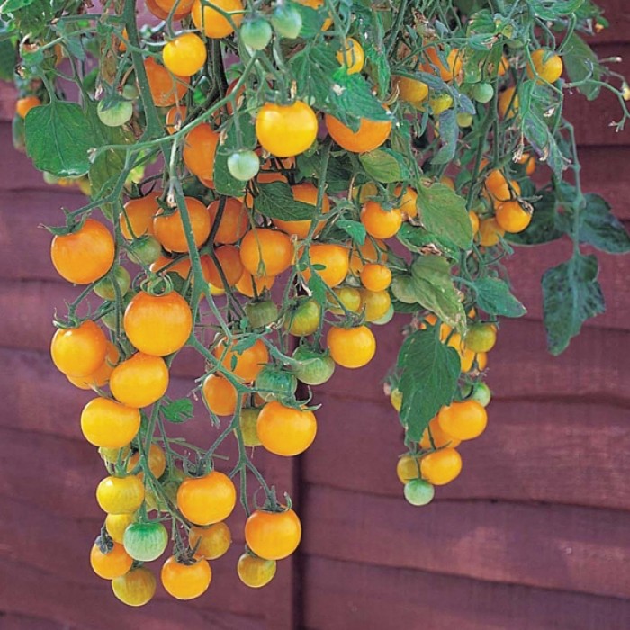 Container & Basket Tomato Collection - Pack of SIX Plants