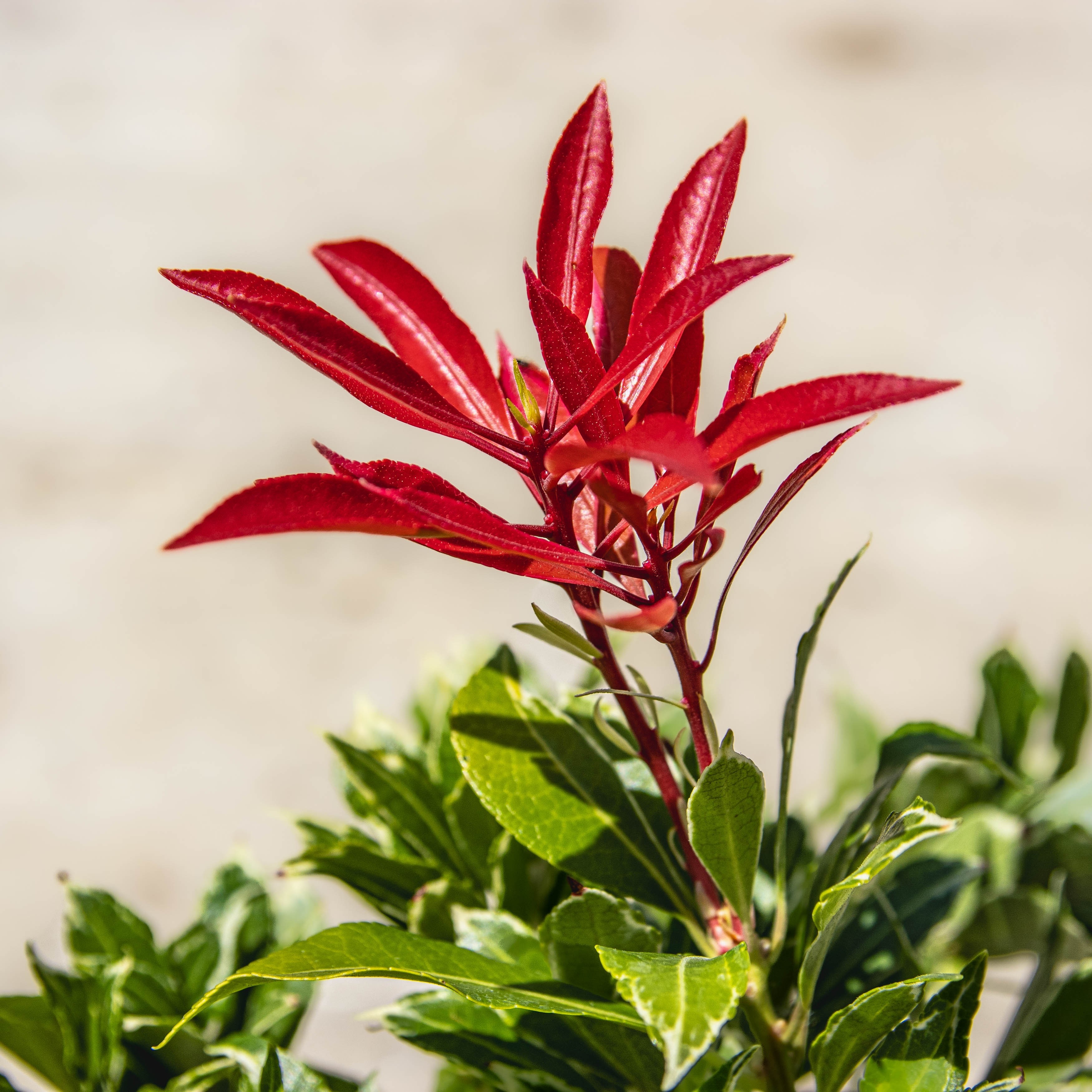 Pieris Carnival - Evergreen Shrubs - Pack of THREE Plants