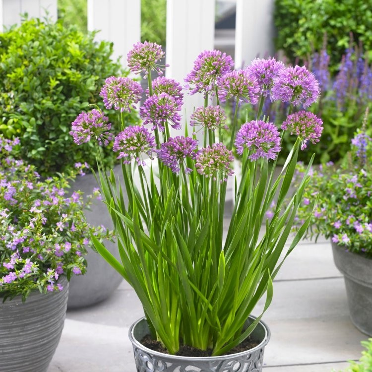 Allium senescens Millenium - Amazing Summer Flowering Allium
