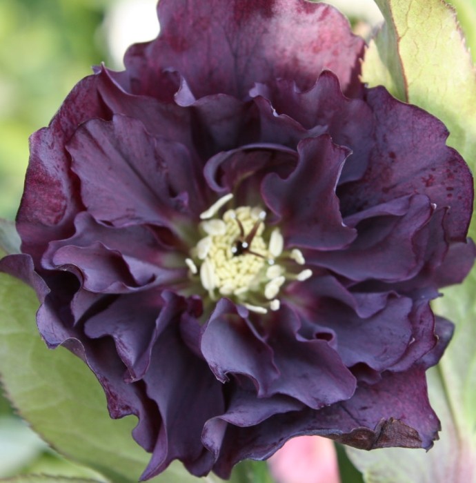 Connoisseur Helleborus Plants Collection - Pack of FOUR assorted Double ...