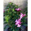 Daphne x transatlantica PINK Eternal FRAGRANCE - Evergreen Daphne