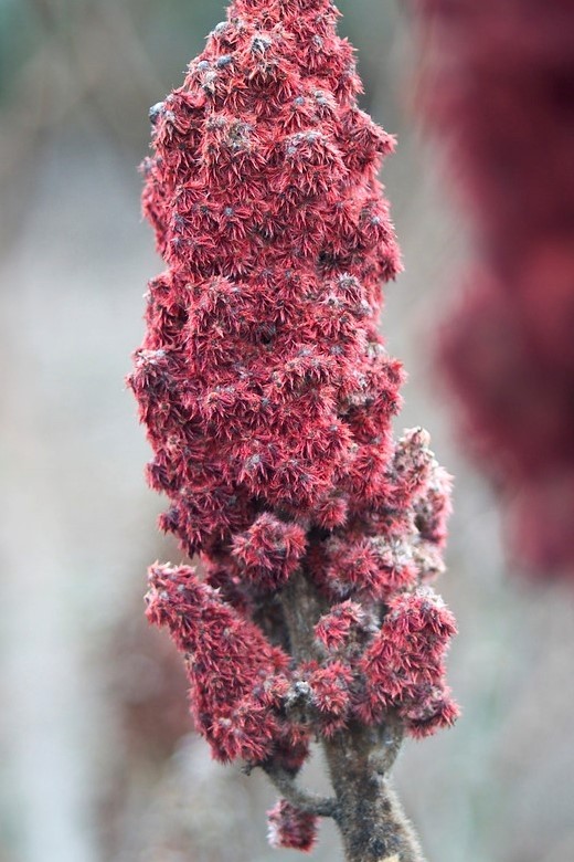 Rhus typhina dissecta - Tiger Eyes - Staghorn Sumac