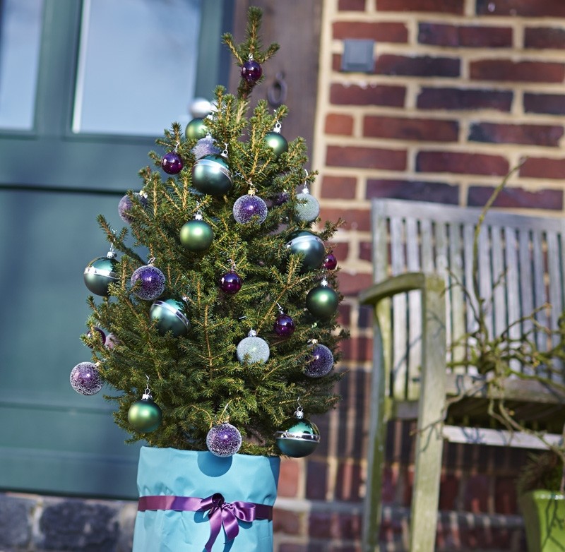 Fresh 'Little Santa' Christmas Tree - 100cm Potted Spruce