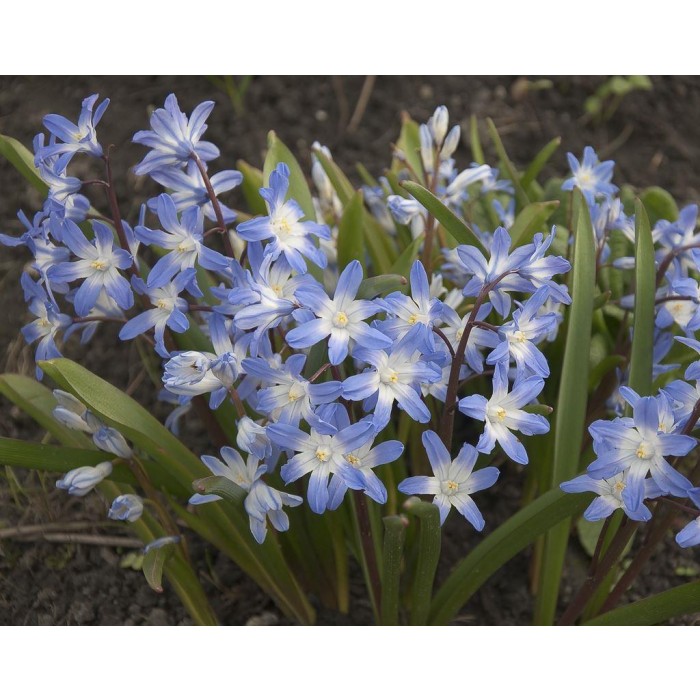 Chionodoxa Blue Giant - Glory of the Snow