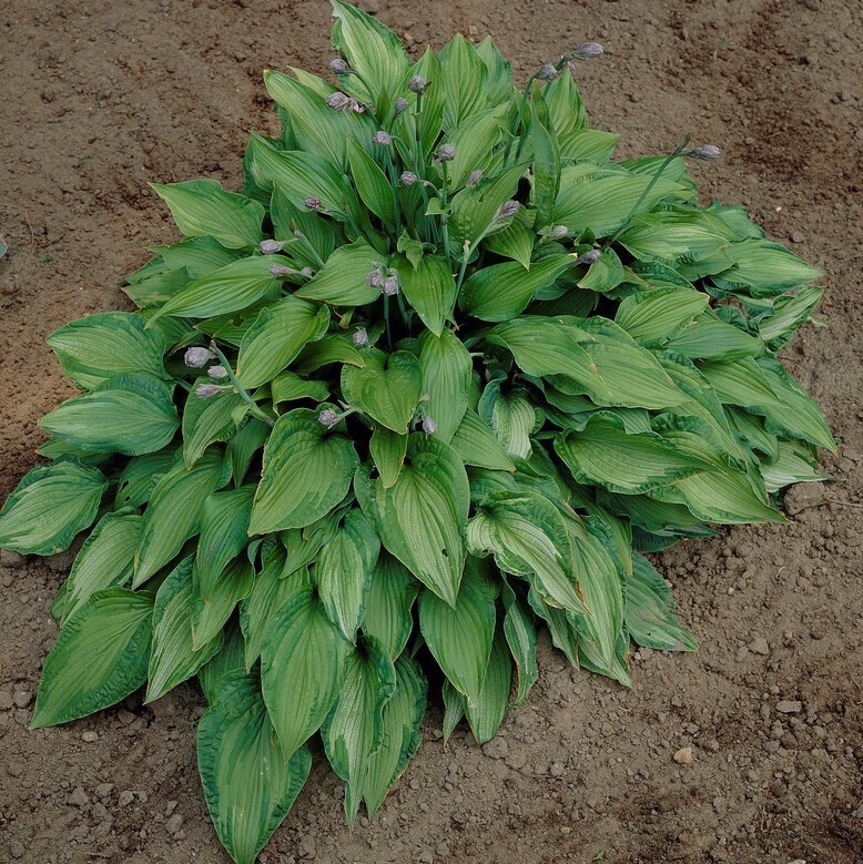 Hosta 'Elizabeth Campbell' - Pack of 3 Bare Root
