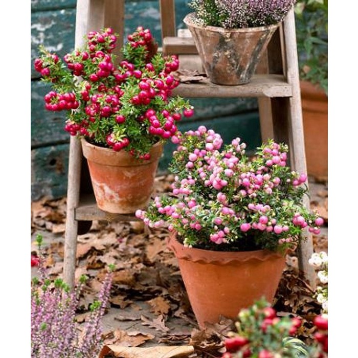 Pernettya mucronata Evergreen Prickly Heath Berry Plants - Pack of ...