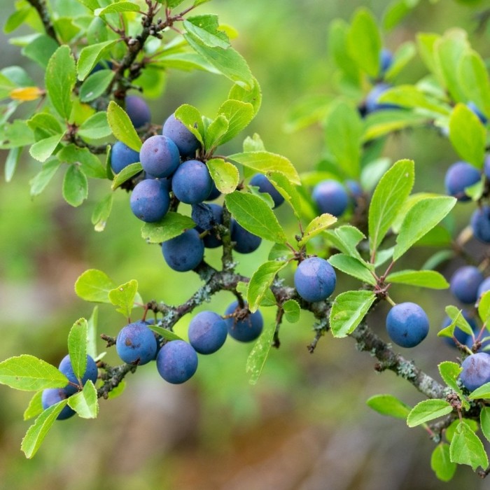 Sloe Hedging - Perfect for Sloe Gin - Pack of 20 - Prunus Spinosa ...