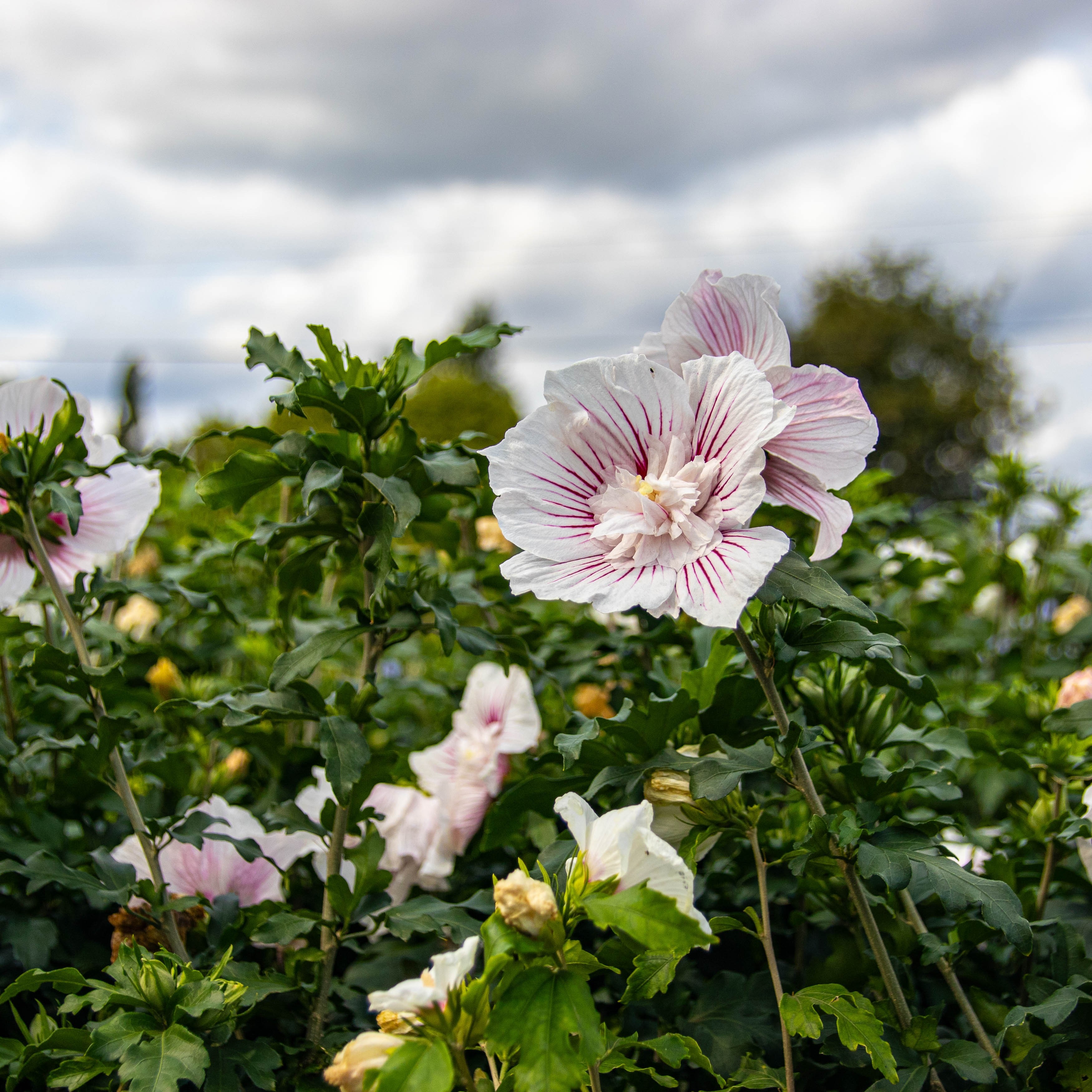Hibiscus syriacus Star Burst Chiffon - Large Double Flowered Tree Hollyhock