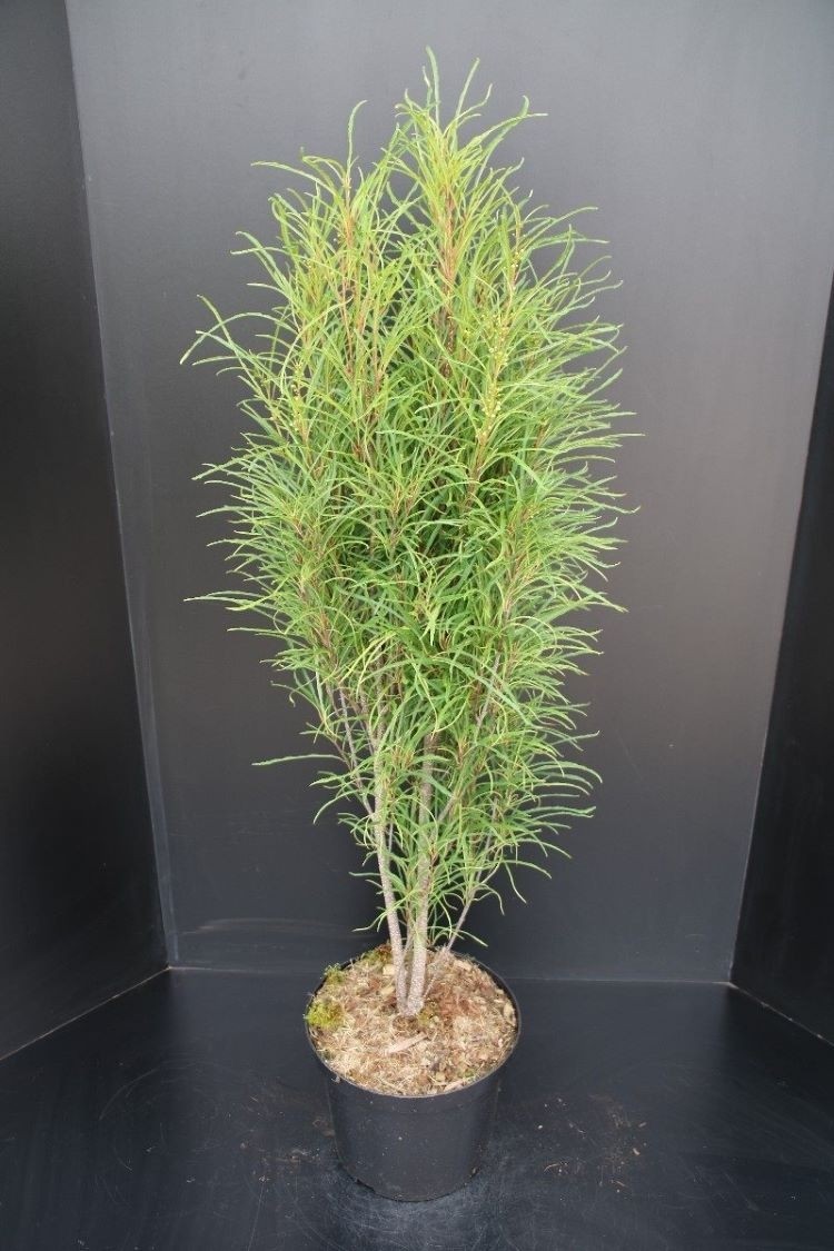 Frangula Alnus Fine Line