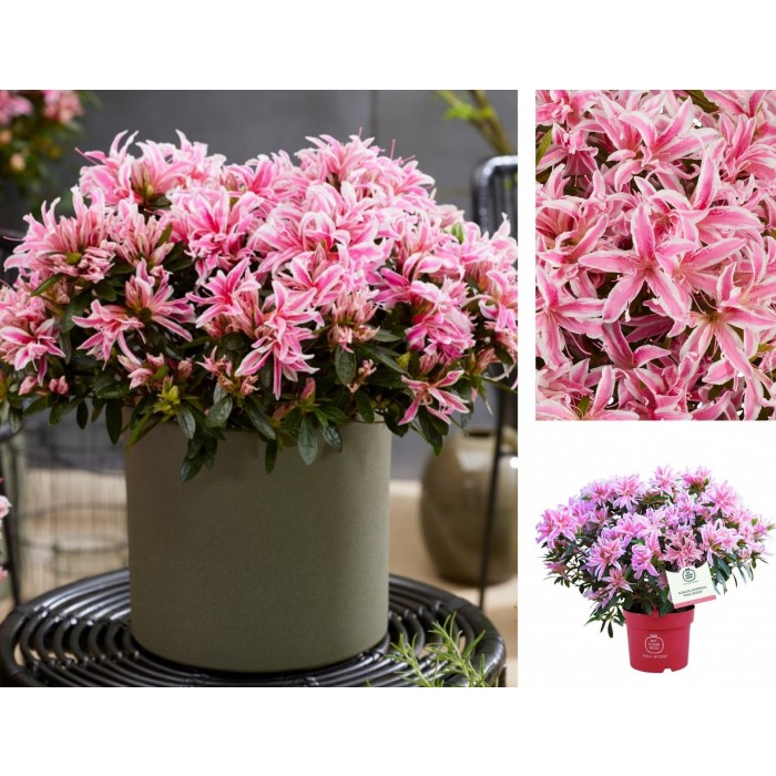Azalea japonica 'Pink Spider' - Evergreen Azalea