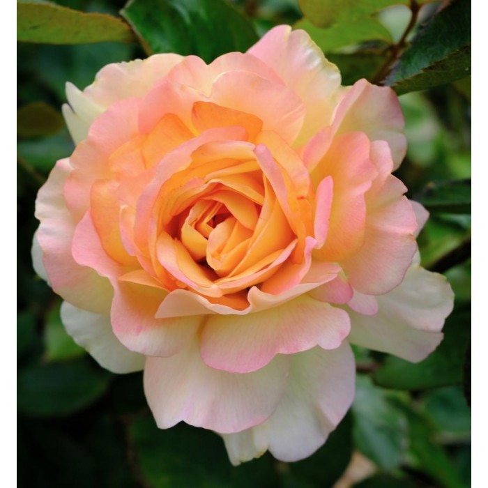 Rose Augusta Louise