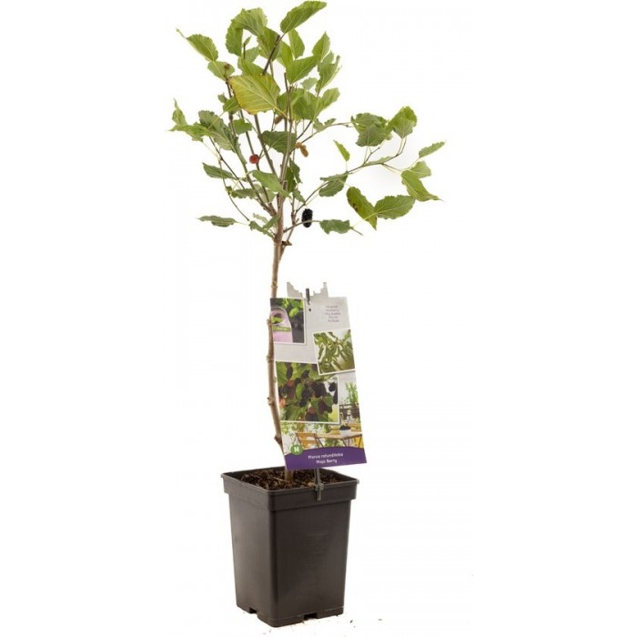Black Mulberry Patio Tree - Morus rotundiloba Mojo Berry circa 100cms